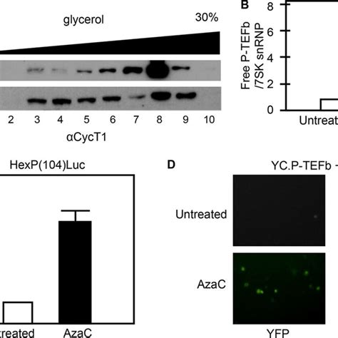 Azac Is A P Tefb Releasing Agent A P Tefb Release By Glycerol Download Scientific Diagram