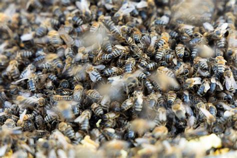 Premium Photo Closeup Of A Bee Colony In Action