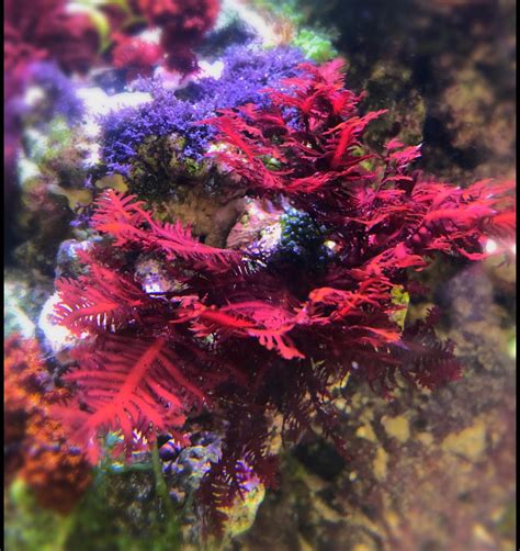 Rhodophyta Red Algae Mosaicmacros
