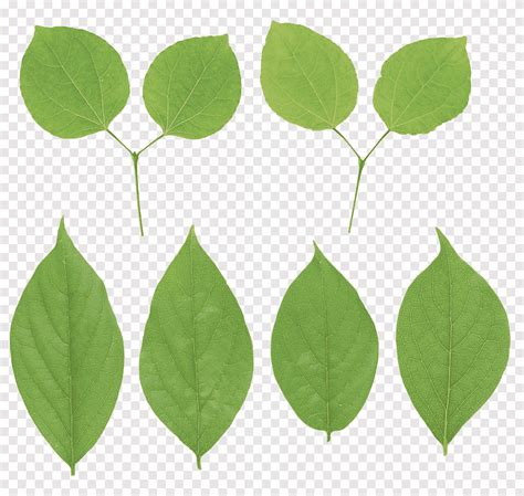 Leaf Green Leaf Template Image File Formats Png PNGEgg