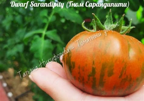 Томат Dwarf Sarandipity (Гном Сарандипити) Этот сорт был у меня в ...