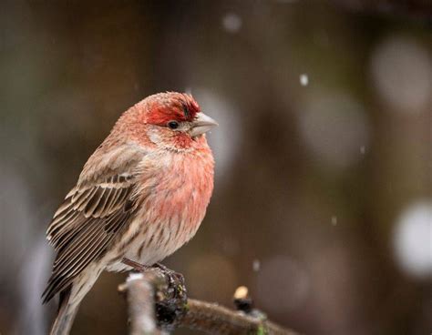 Finch Spiritual Meaning Symbolism Of House Finch And Red Finch