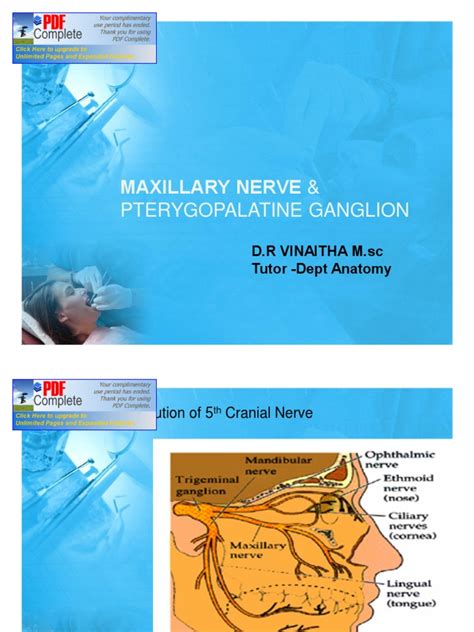 Pdf Maxillary Nerve Dokumentips