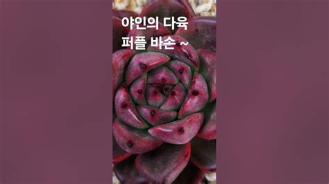 휘귀한 퍼플 바손 ~ 보라보라 이쁜이 ~ 파종이 실생 다육 다유기 다육이 다육식물 반려식물 다육판매 다육이판매 다육이키우기 다육인스타그램 매혹이 청주