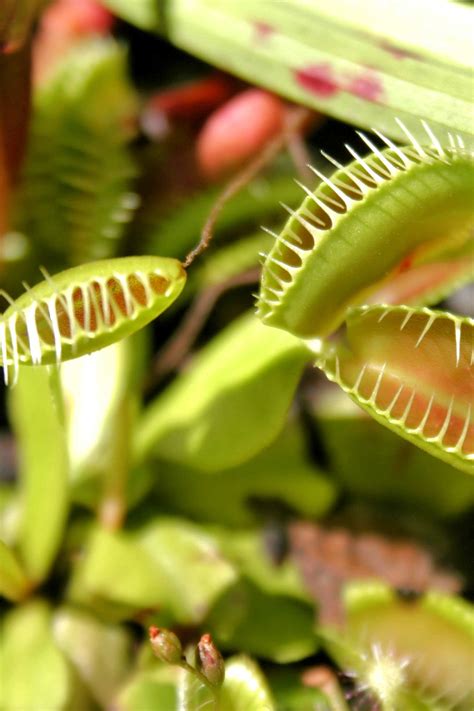 Carnivorous Plants Eating Mouse