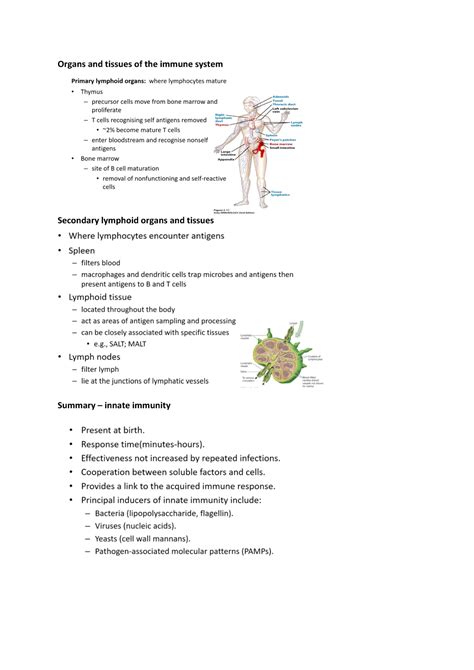 Module Immune System Docx Organs And Tissues Of The Immune System Secondary Lymphoid