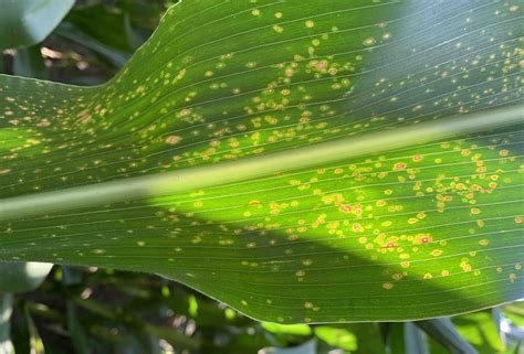 Gray Leaf Spot Of Corn Crop Protection Network