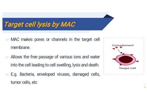 Complement System Microbiology Immune System Pptx