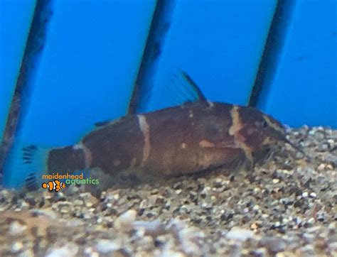 Dwarf Synodontis Catfish Microsynodontis Batesii