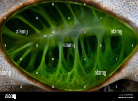 Detail Of The Inside Of A Large Tunicate Didemnum Molle On A Reef In Indonesia This Is One Of