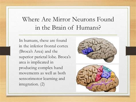 Mirror Neuron Draft 4 21