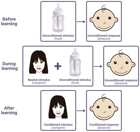 Attachment Psychology A Level