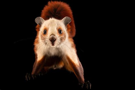 Red And White Giant Flying Squirrel 2018 Taiwan Red And White Giant