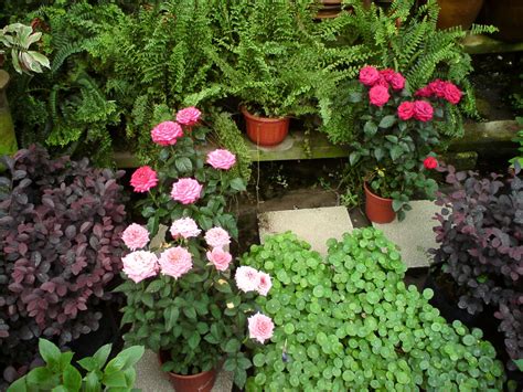 Jom Tanam Bunga Gambar Bunga Kat Nursery