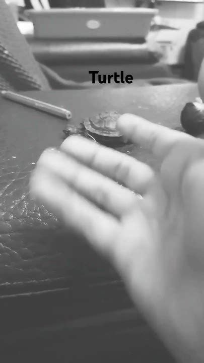 Turtle Youtube