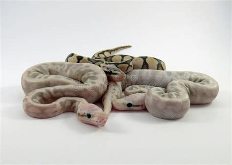 Royal Ball Python Regius Stock Photo Image Of Snake Risk 13275894