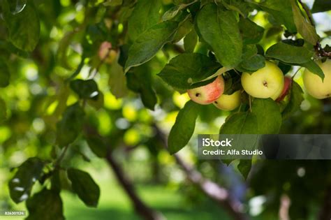 달 콤 하 고 잘 익은 빨간색과 녹색 사과 과수원에 유기 나무 자연 배경에서 아름 다운 과일 나무입니다 분기에 신선 하 고