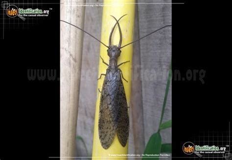 Dobsonfly