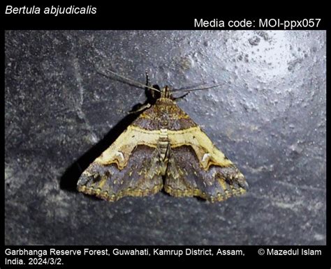 Bertula Abjudicalis Walker [1859] Moths