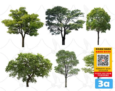 3d Tree Model For Sketchup High Quality Sketchup Tree