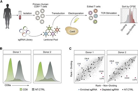 Genome Wide Crispr Screens In Primary Human T Cells Reveal Key