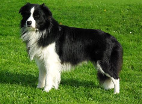 Border Collie Dogs Collie