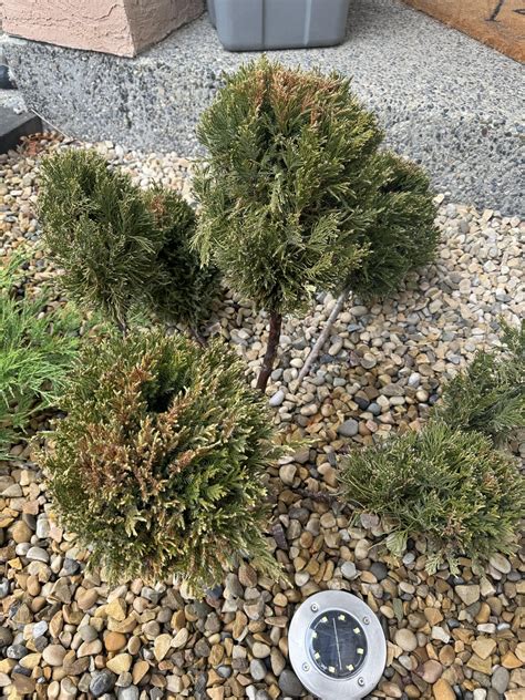 Juniper Pom Pom Plants R Trees