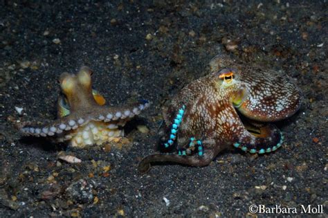 Coconut Octopus Amphioctopus Marginatus In Lembeh