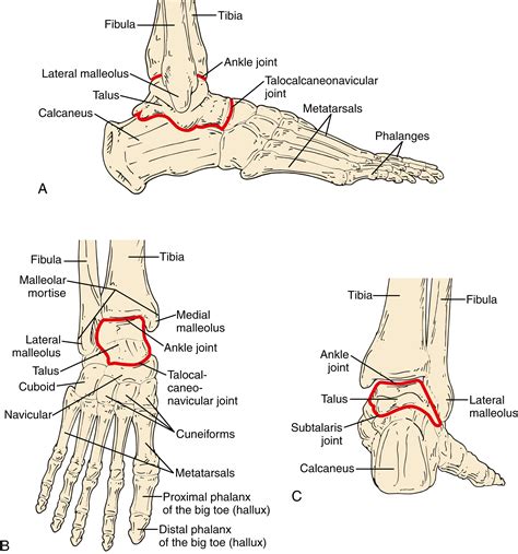 Lower Extremity Amputations Operative Techniques And Results