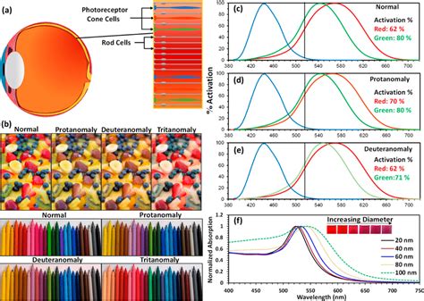 Cones And Rods Color Blindness At Marisela Warren Blog