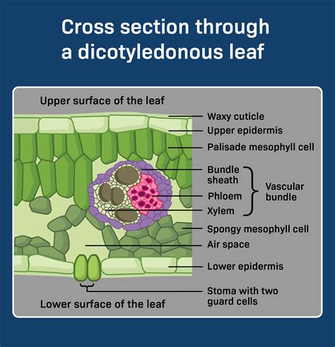 leaf cross section cross section through a dicot leaf