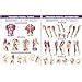 Amazon Com Trigger Point Chart Set Torso Extremities Lam Anatomical Chart Company