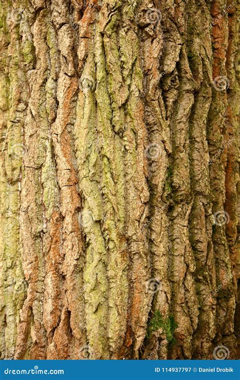The Bark On The Tree Is A Wonderful Skin That Protects The Tree By External Factors Stock Image