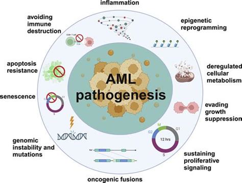 Pathophysiology Of Acute Myeloid Leukemia Acta Haematologica Karger