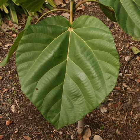 Ficus Auriculata Blatt Pflanzenbilder