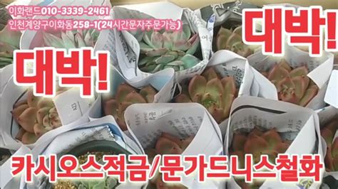 특집새로들어온아이들구경오세요 다남다육010 3339 2461 Youtube