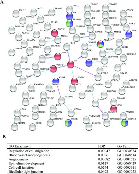 Network And Functional Analysis Of Downregulated Degs By String
