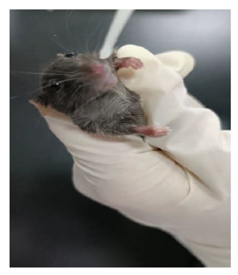 Video Adoptive Transfer Of Il 33 Stimulated Macrophages Into Bleomycin Induced Mouse Models To