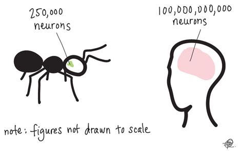 Ants Amy Wu