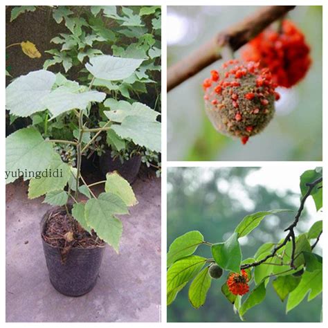 构树嫁接 嫁接树木 大山谷图库