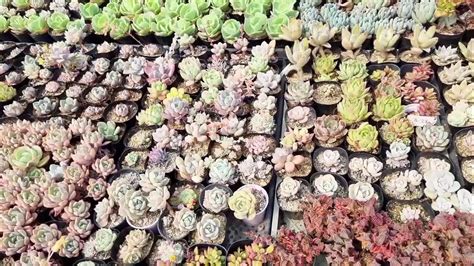 ♡화분 반값 할인 마지막날~ 구경오세요~~♡ 화성 샤론다육 Youtube