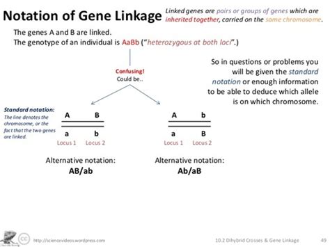 D32 Inheritance Flashcards Quizlet