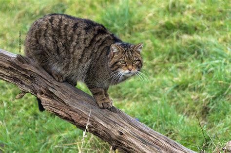 Vincent Wildlife Trust Wildcat