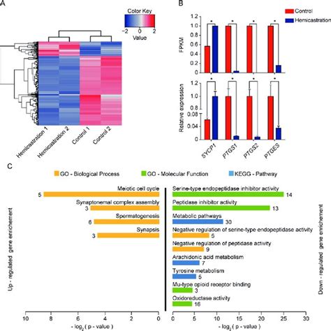 Testicular Transcriptomic Analysis A Hierarchical Clustering Of
