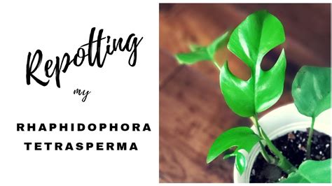 Rhaphidophora Tetrasperma Repot And Propagation By Separation Mini