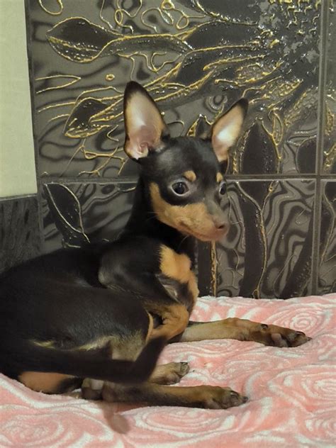 Щенки Той Терьера