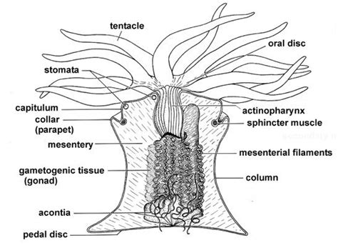 Class Anthozoa