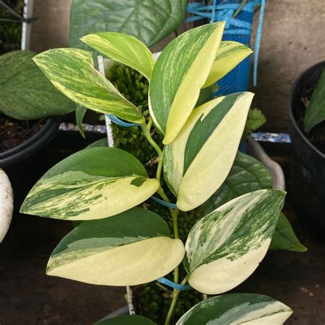 Produk Scindapsusborneo Shopee Indonesia