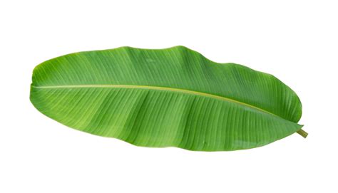 Banana Leaf Pngs For Free Download