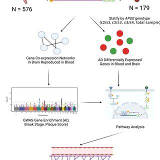 Analysis Design And Workflow RNA Sequencing Data Were Obtained From Download Scientific